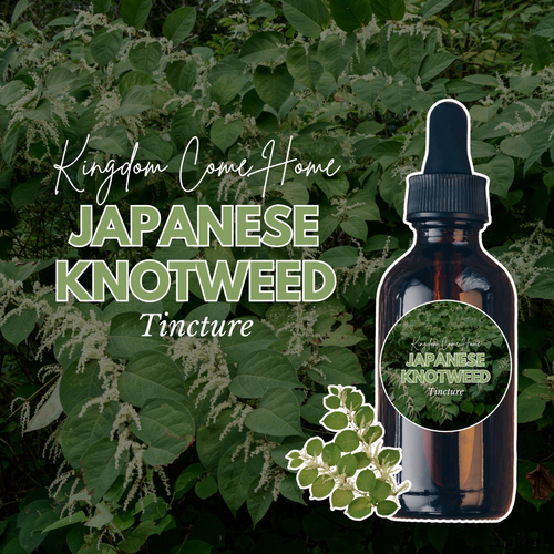 Japanese Knotweed Tincture | Kingdom Come Home