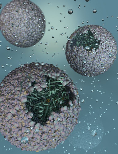 24 Hour Bug/ Cold + Flu Tincture | Kingdom Come Home