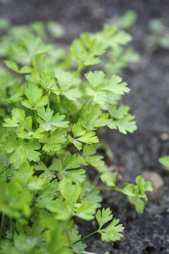 Cilantro Tincture | Kingdom Come Home