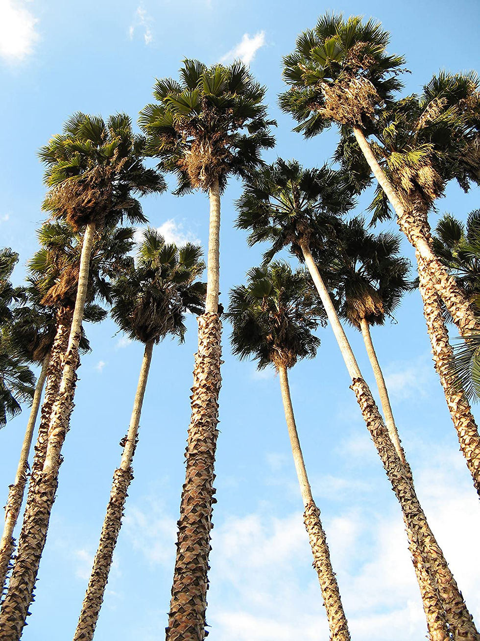Fastest Growing Palm Trees