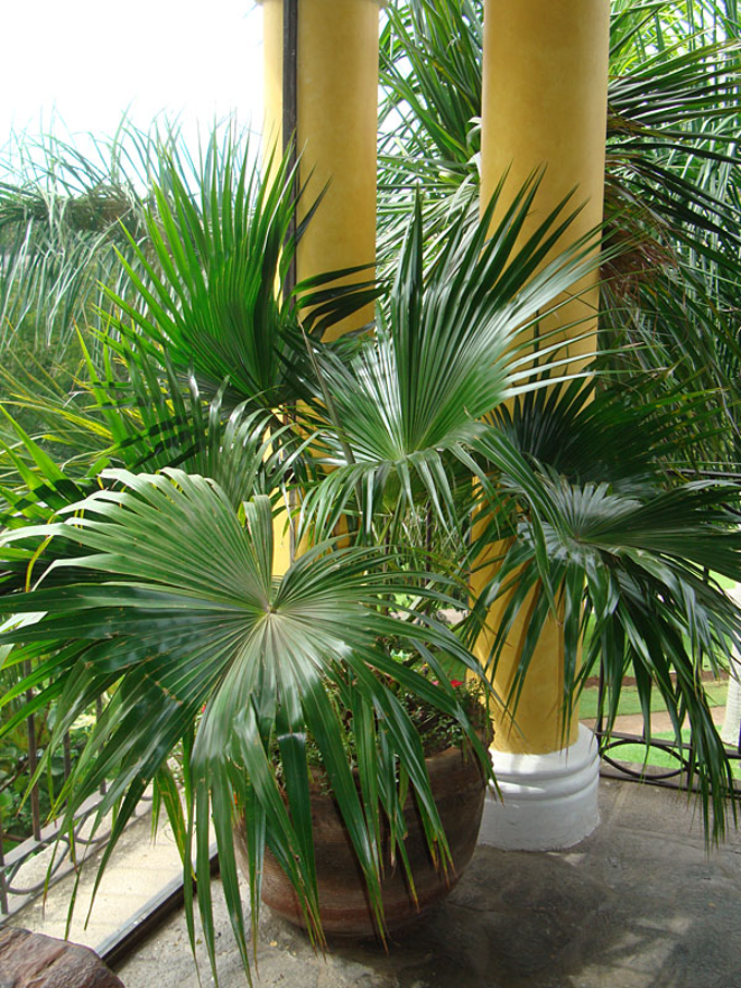 Types Of Palm Trees types-of-palm-trees