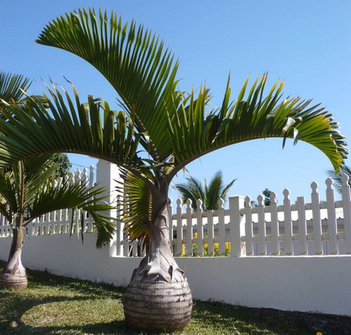 Bottle Palm Tree | NY Palms & Tropicals