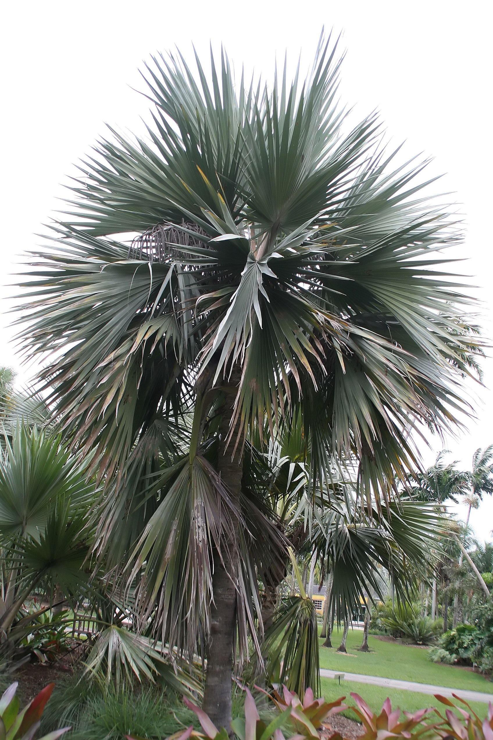 Blue Lantan Palm Latania loddigesii 10 Seeds Outdoor & Gardening Home ...