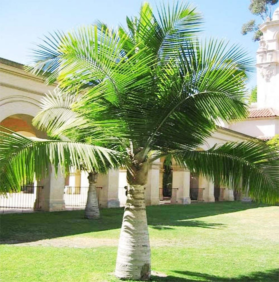 Fastest Growing Palm Trees