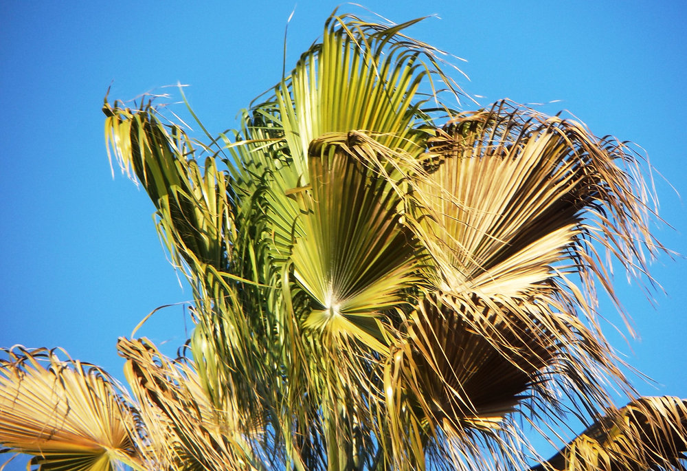 How To Care For Your Sick Palm Tree
