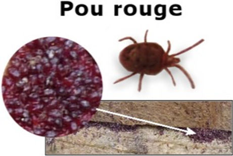 Les poux rouges chez vos poules