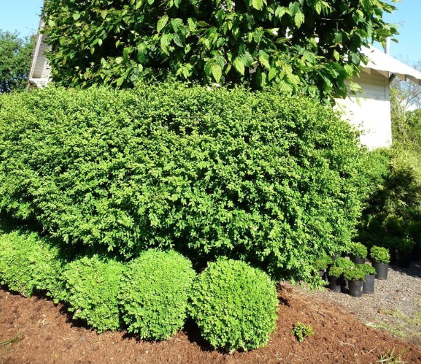 Boxwood | boxhill