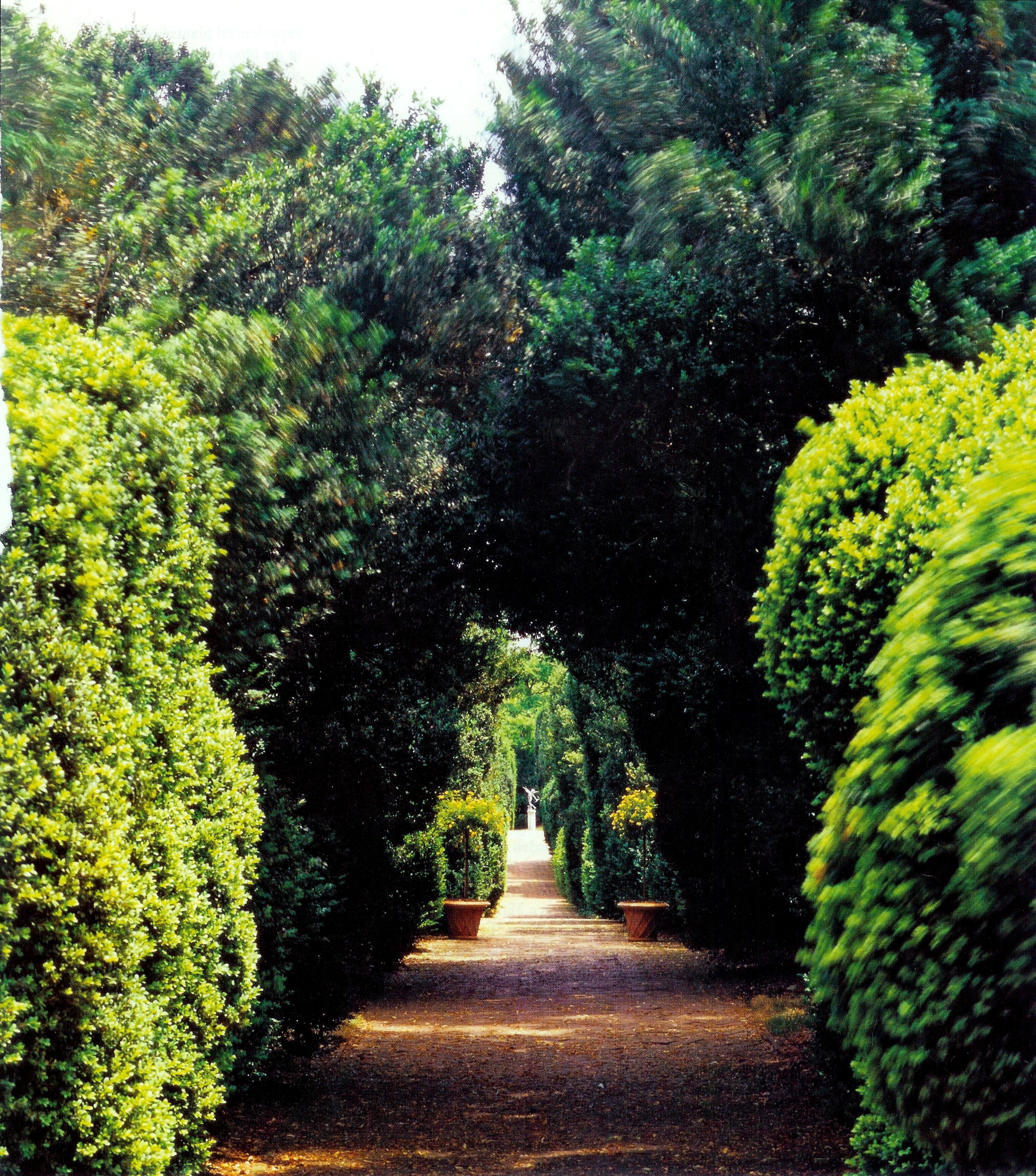 Boxwood | boxhill