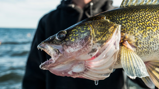 Fish Daddy Outdoors | LED Equipped Fishing Tackle