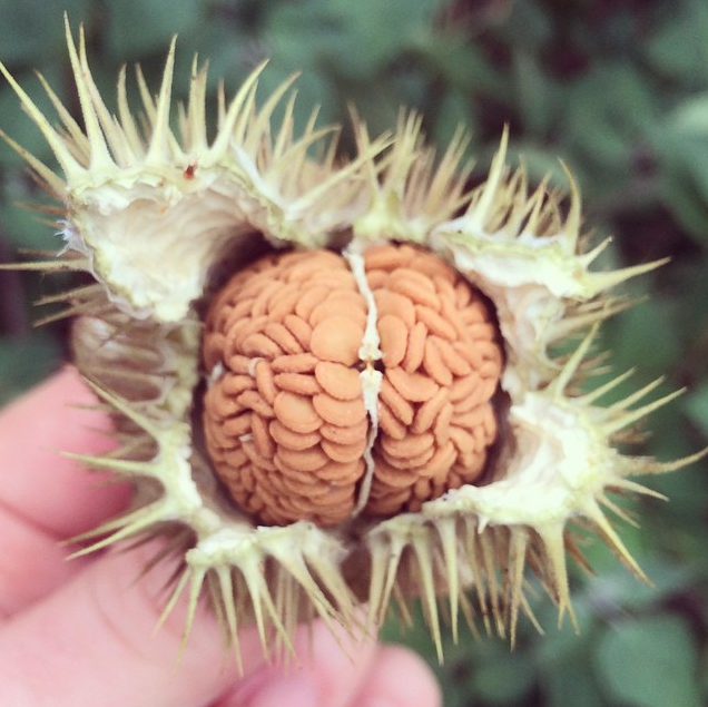 About | St. Francis of the Woods | Okahoma