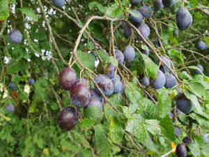 Bullace identification | UK foraging
