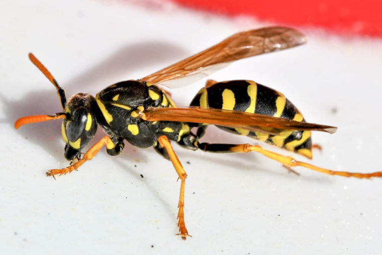 Honey Bee Hive vs. Wasp Nest: How to Identify the Difference