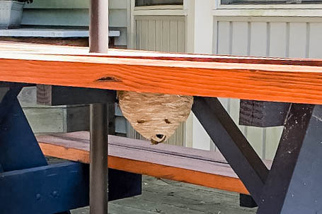 Honey Bee Hive vs. Wasp Nest: How to Identify the Difference