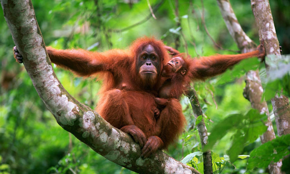 Saving Species One at a Time #4 Sumatran Orangutan