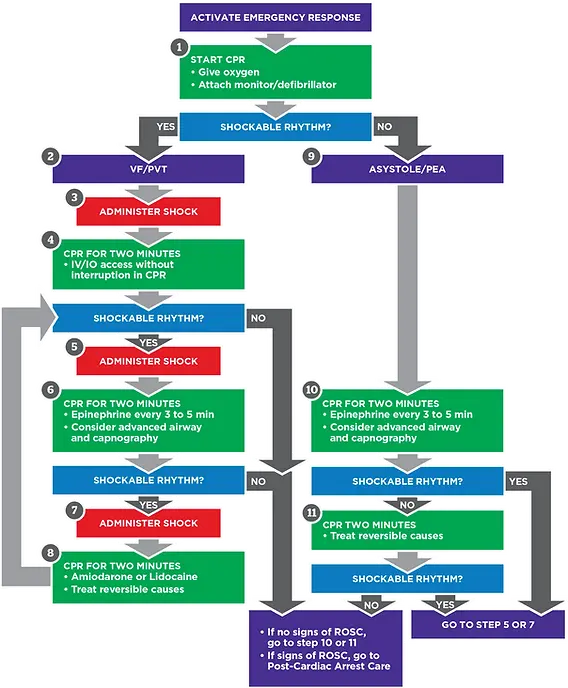 pulseless electrical activity acls