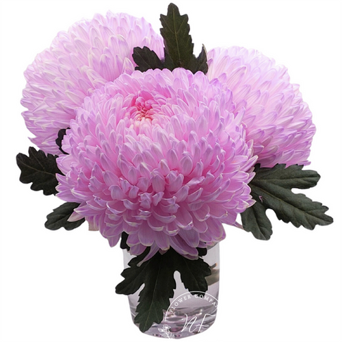 Asian Giant Mum Tinted-PK1 | Ninfa Flowers