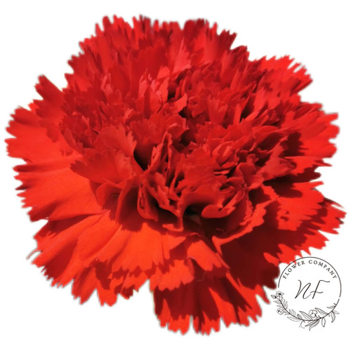 Carnation Hong Fu | Ninfa Flowers