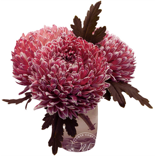 Asian Giant Mum Tinted-R7 | Ninfa Flowers