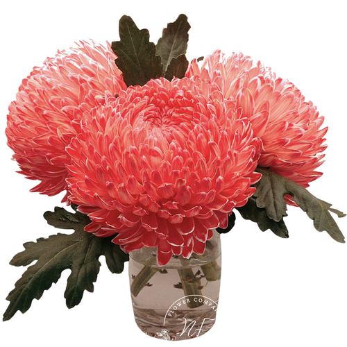 Asian Giant Mum Tinted-R3 | Ninfa Flowers