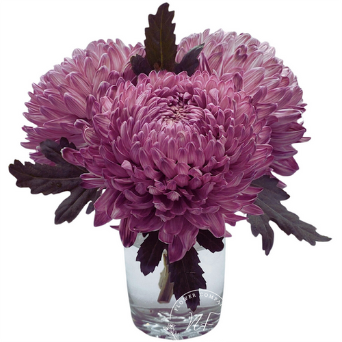 Asian Giant Mum Tinted-PP10 | Ninfa Flowers