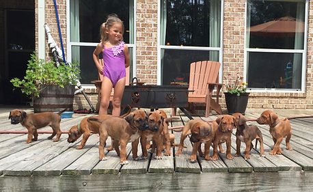 Capstone Ridgebacks | Rhodesian Ridgeback Breeder in Texas | Houston ...
