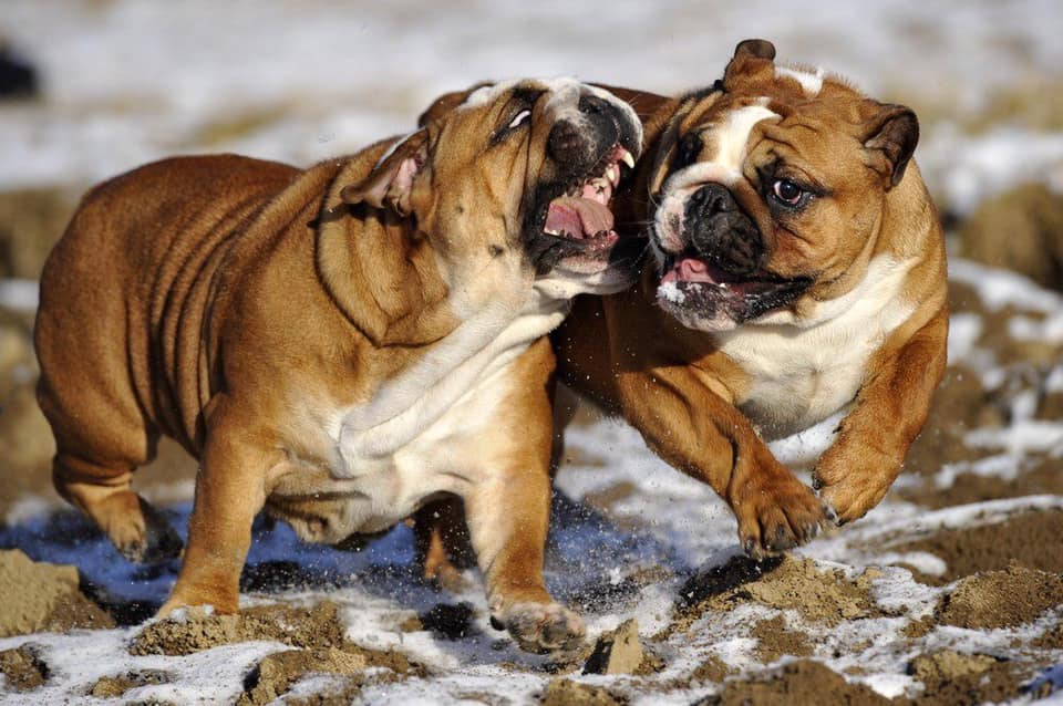 English Bulldog Puppies | The Bulldog Breed Council
