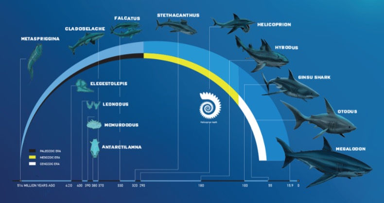Sharks are Older than Trees!