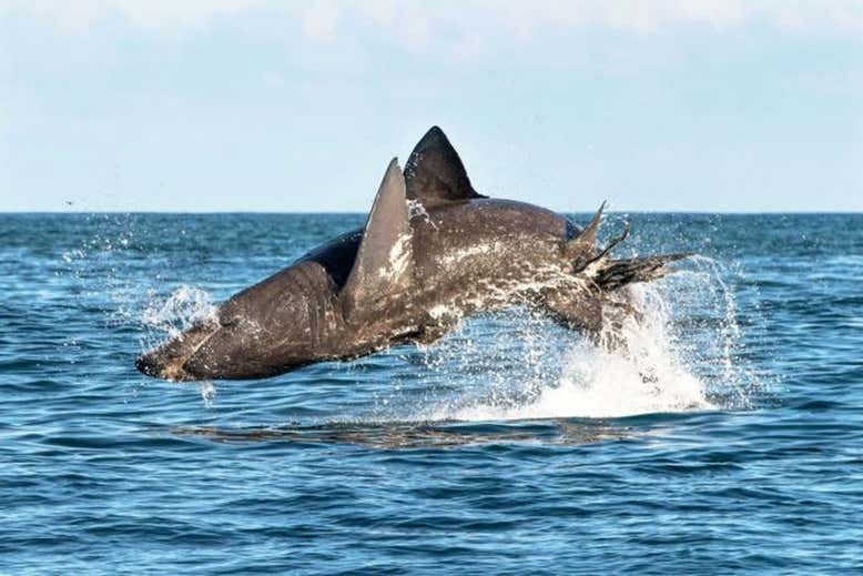 Right-Handed Basking Sharks