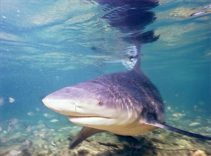 A Big Fish in a Small Pond