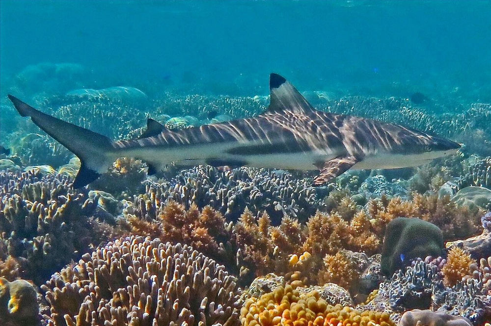 The World's 1st Shark Sanctuary