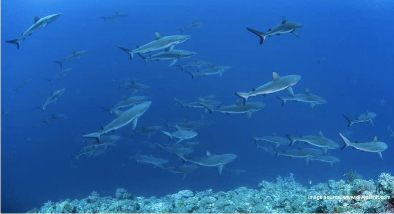 The World's 1st Shark Sanctuary