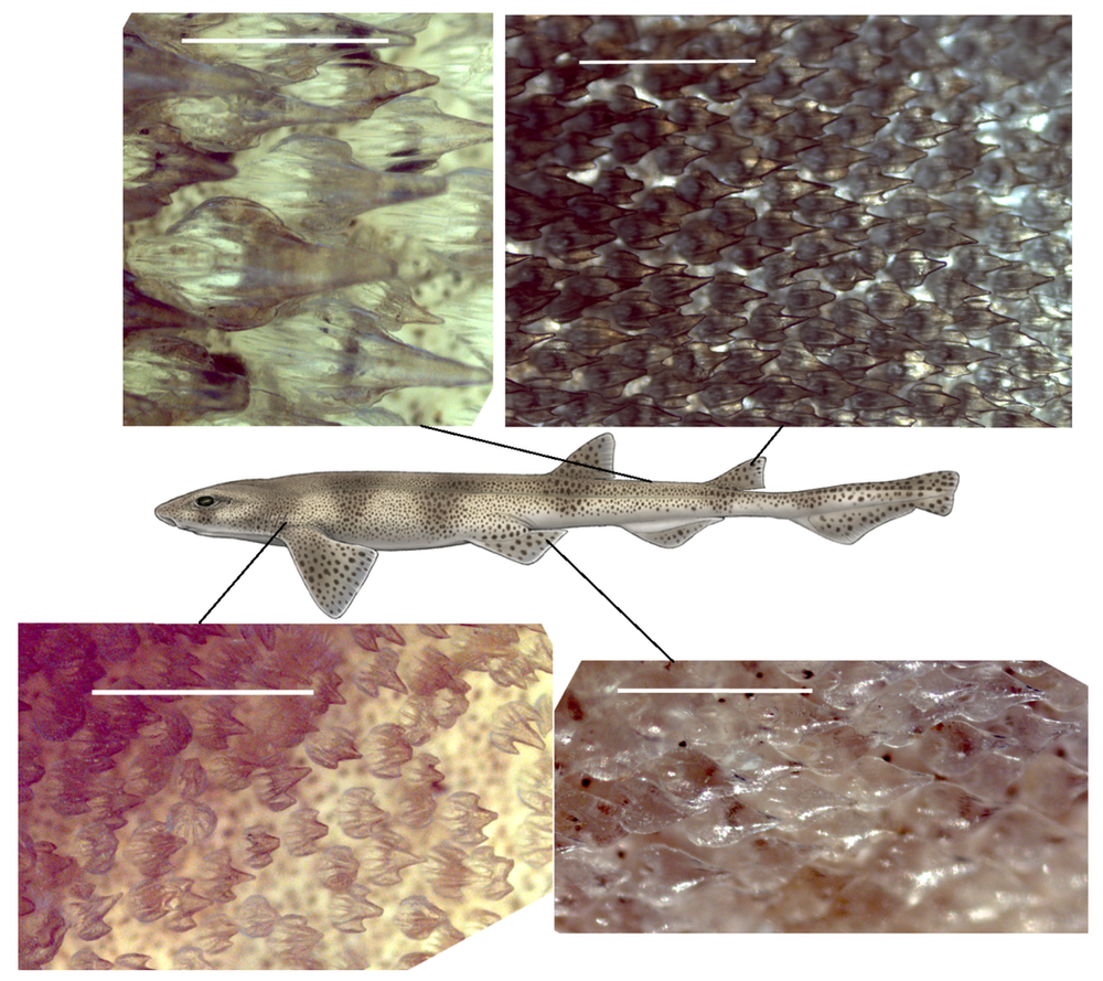 Sand Paper Shark Skin