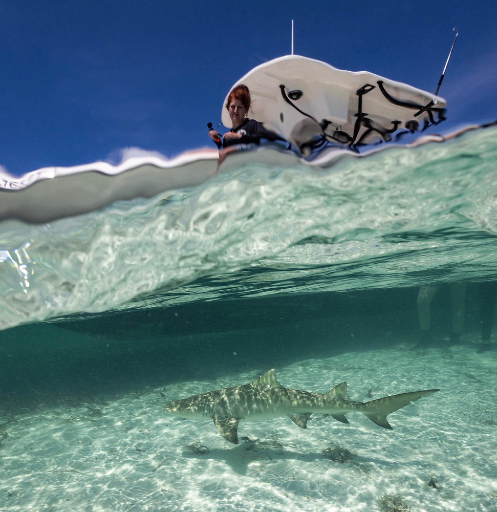 An Introduction to Shark Science