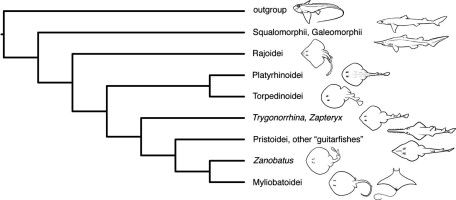 Sawfish or Sawshark?
