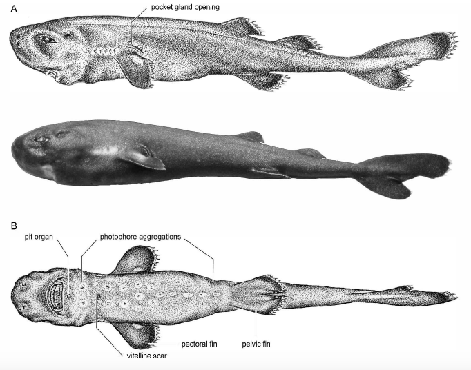 A New Species of Glowing Pocket Shark