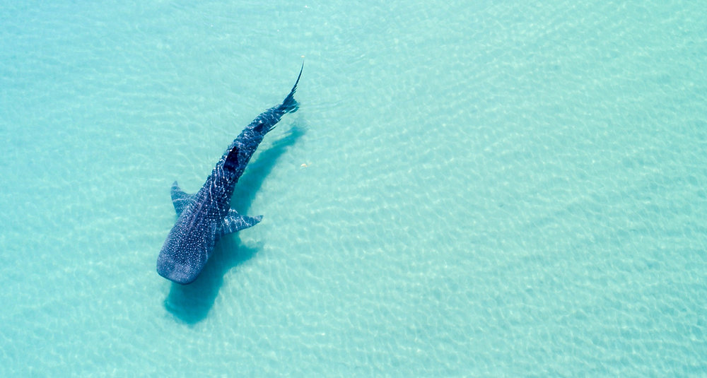 International Whale Shark Day