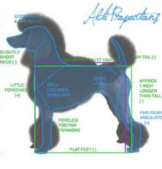Poodle Conformation | Akc Poodles