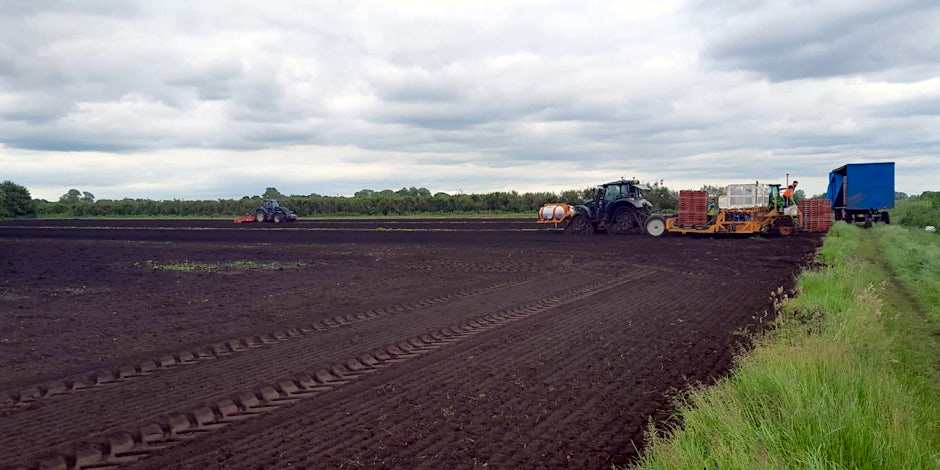 Fenland SOIL Paludiculture Site Tours