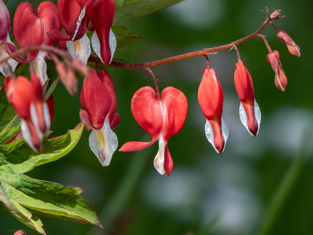 A Step-by-Step Planting Guide for Bare-Root Dicentra also known as ...