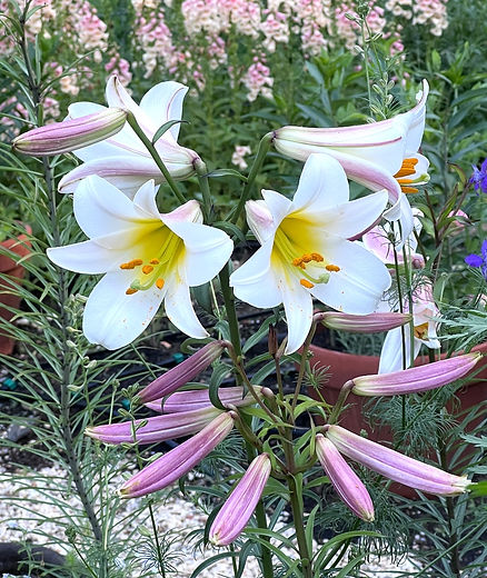 Bridget Wilson Flowers | florist garden design and restoration middleburg