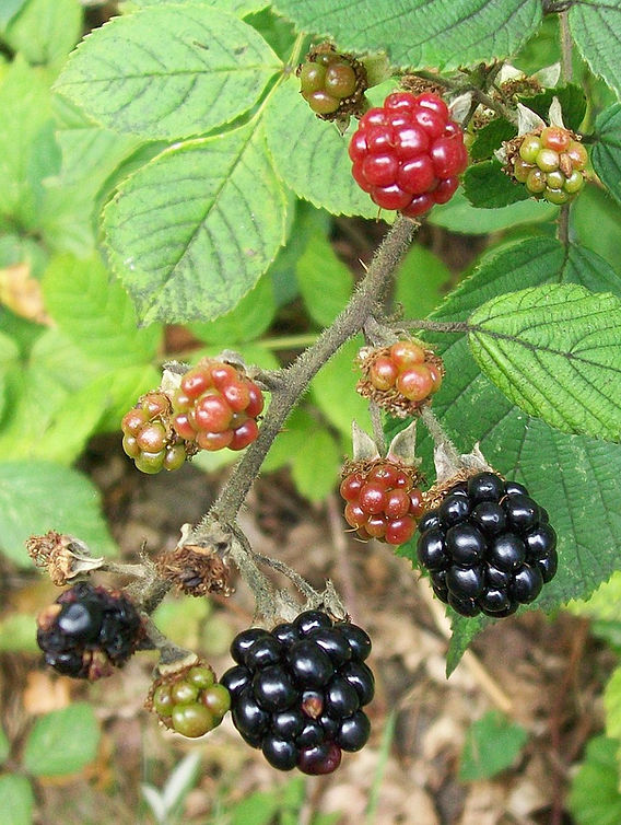 Wild Blackberry Bushes When The Blackberry Bushes Bloom – 318Central