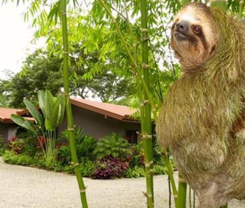 Casitas Del Rio - Riverfront Eco Lodge in Costa Rica