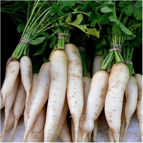 Rábano Daikon (100 Semillas) | Green and Blue MX