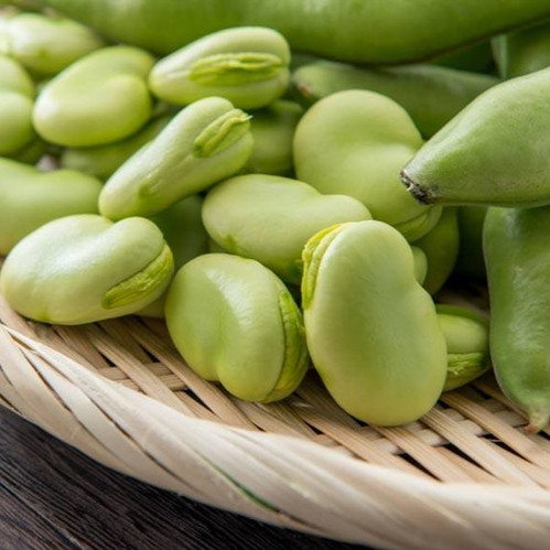 Haba (10 Semillas) | Green and Blue MX