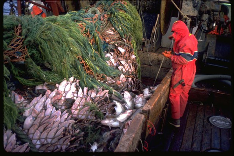 13-1 Halibut Fishermen Losing to Bycatch