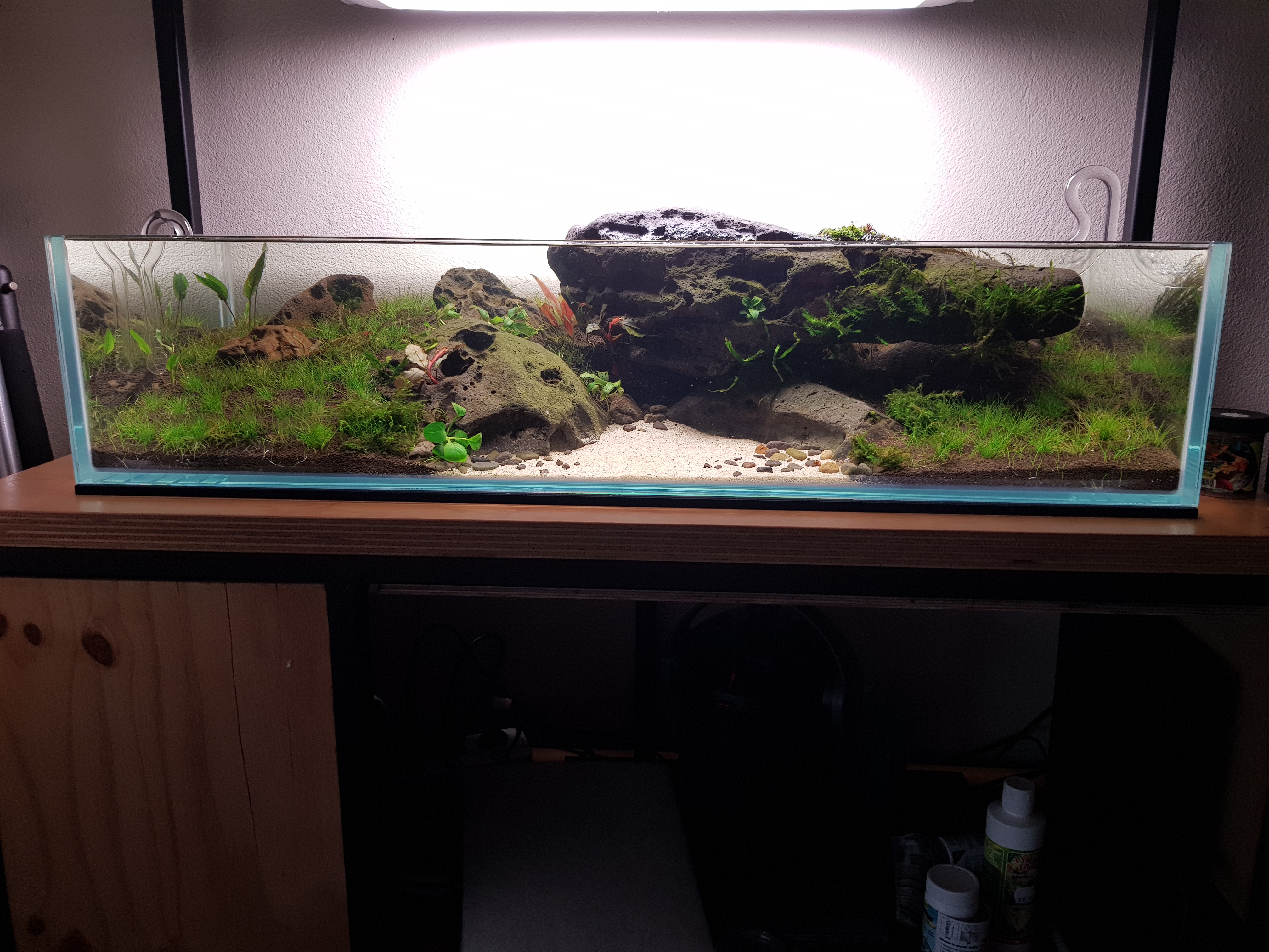90cm shallow cycling : r/PlantedTank