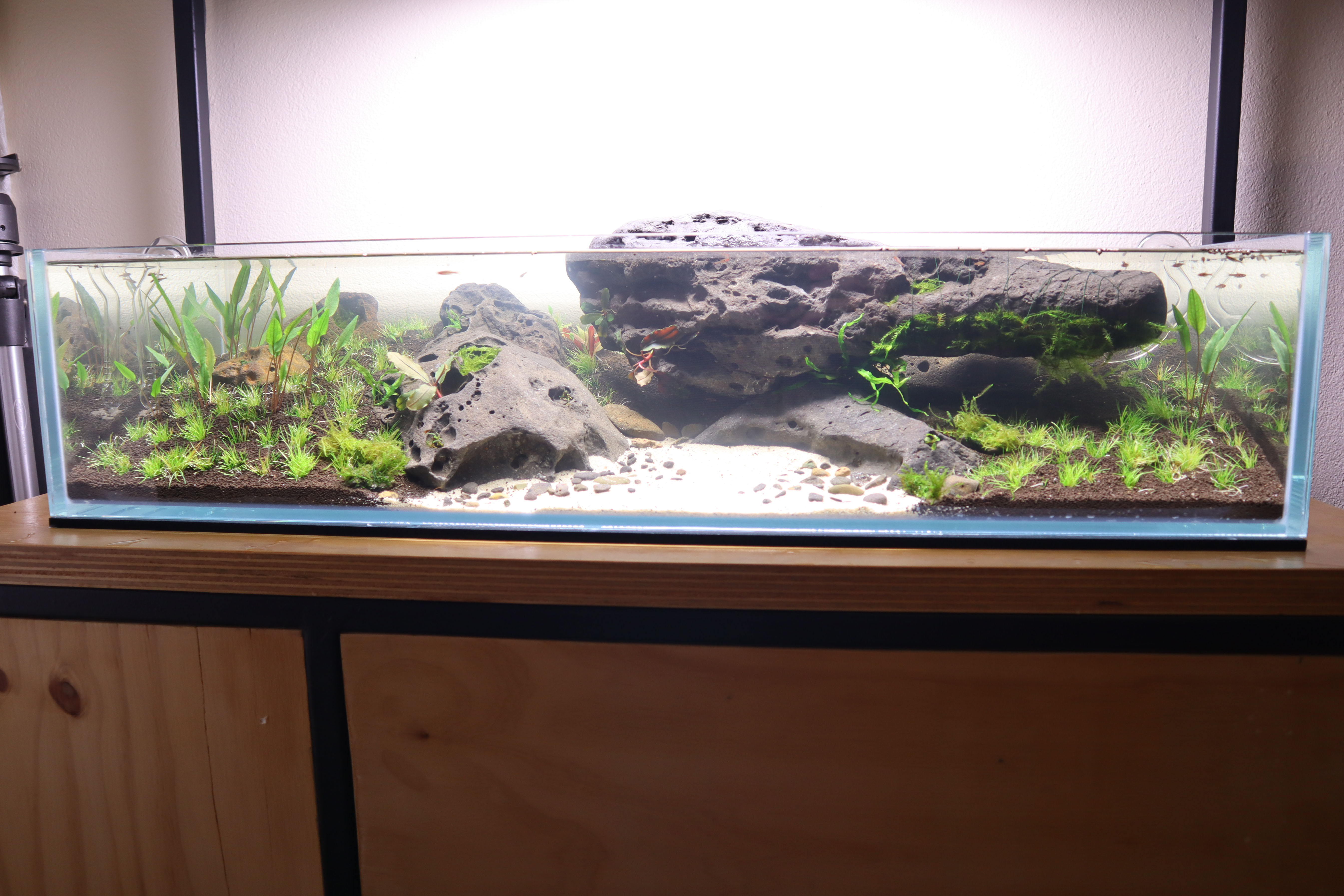 72 litre shallow 90F build | Page 2 | The Planted Tank Forum