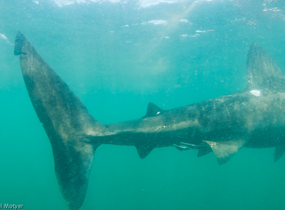 Photo Galleries | The Irish Basking Shark Group