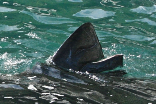 2014 News | The Irish Basking Shark Group