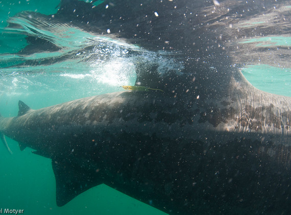 Photo Galleries | The Irish Basking Shark Group